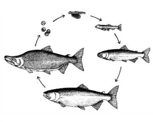 Engaging Cultural Activities About Salmon for Families – Alaska Family ...